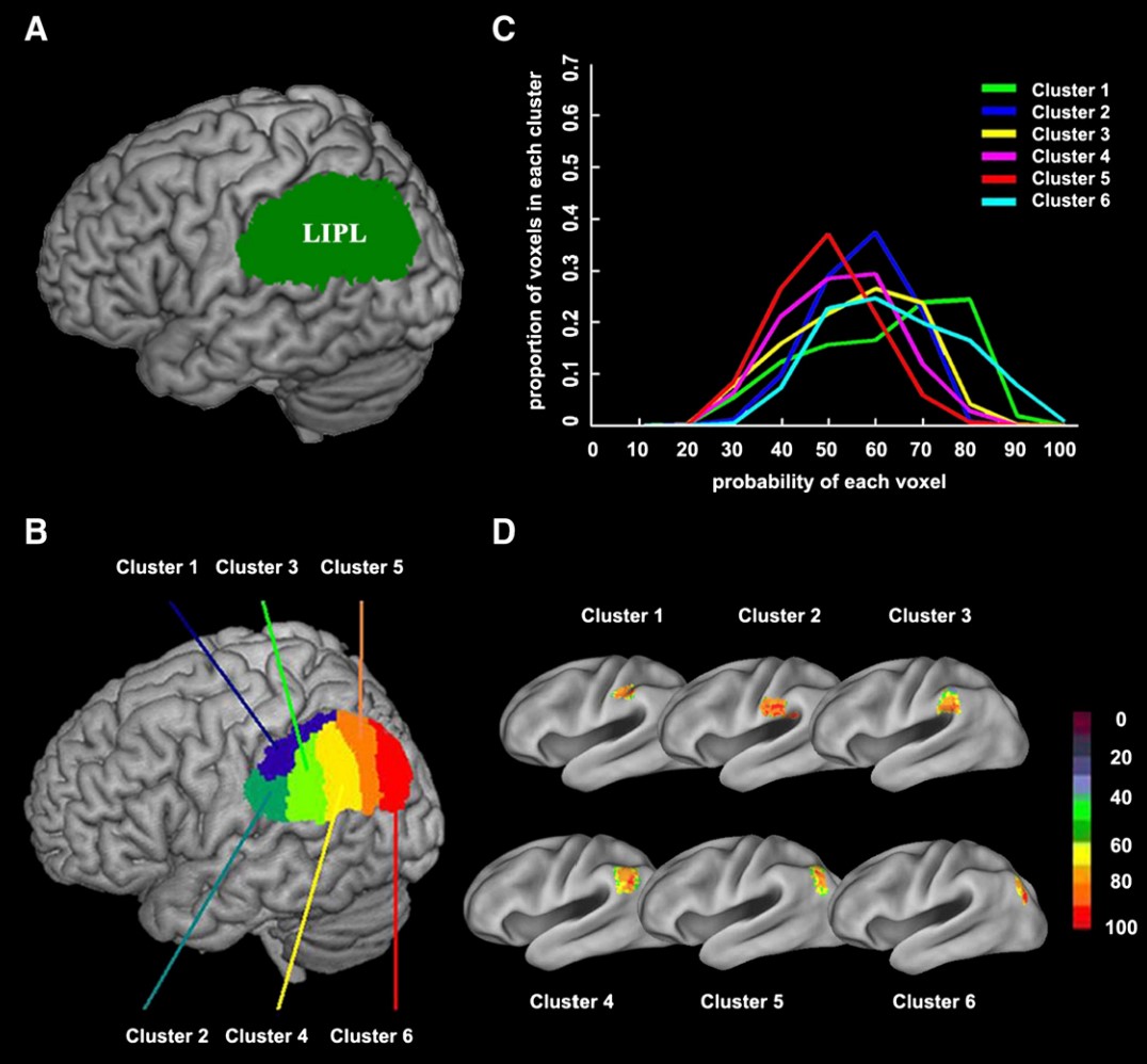 Tractography‐based parcellation of the human left inferior parietal ...