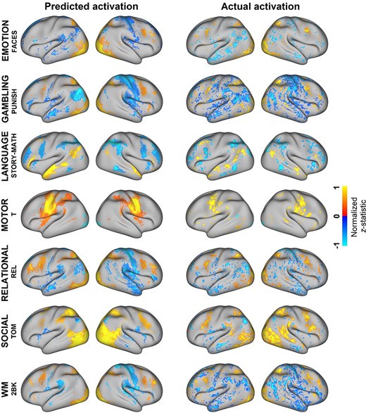Hierarchy Of Connectivity Function Relationship Of The Human Cortex