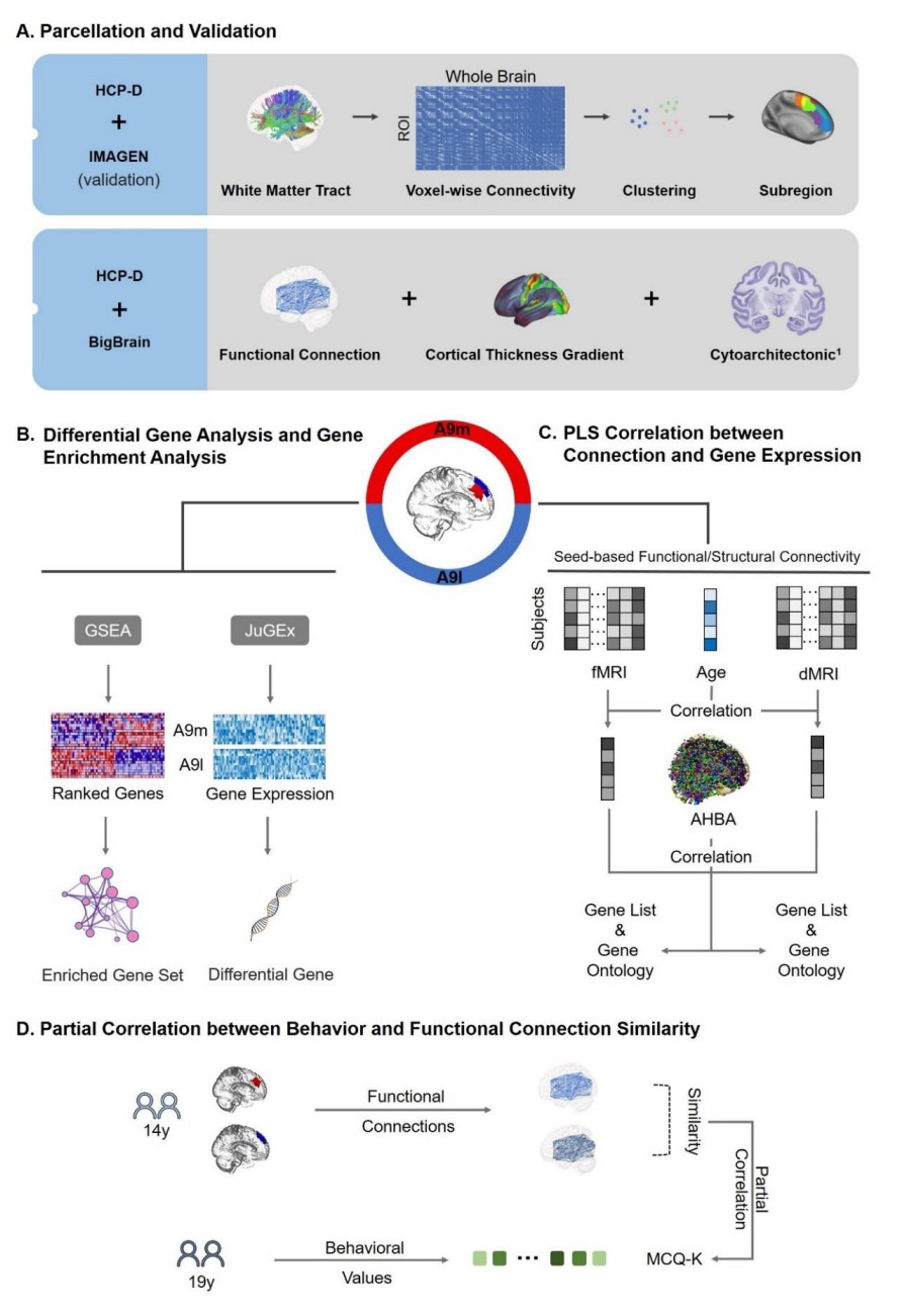 Anatomical Connectivity Profile Development Constrains Medial Lateral
